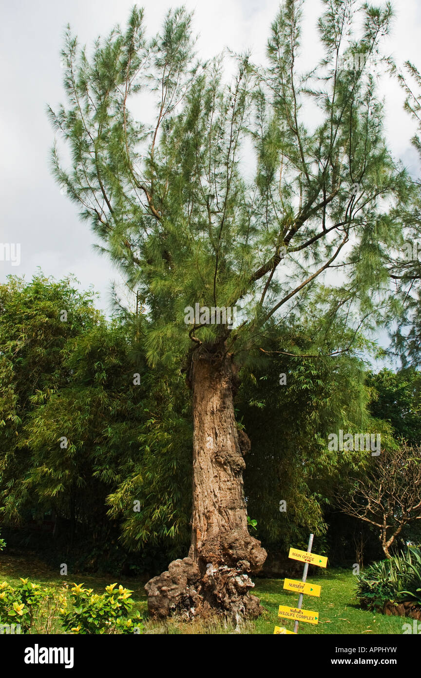 St vincent the botanical gardens hi-res stock photography and images ...