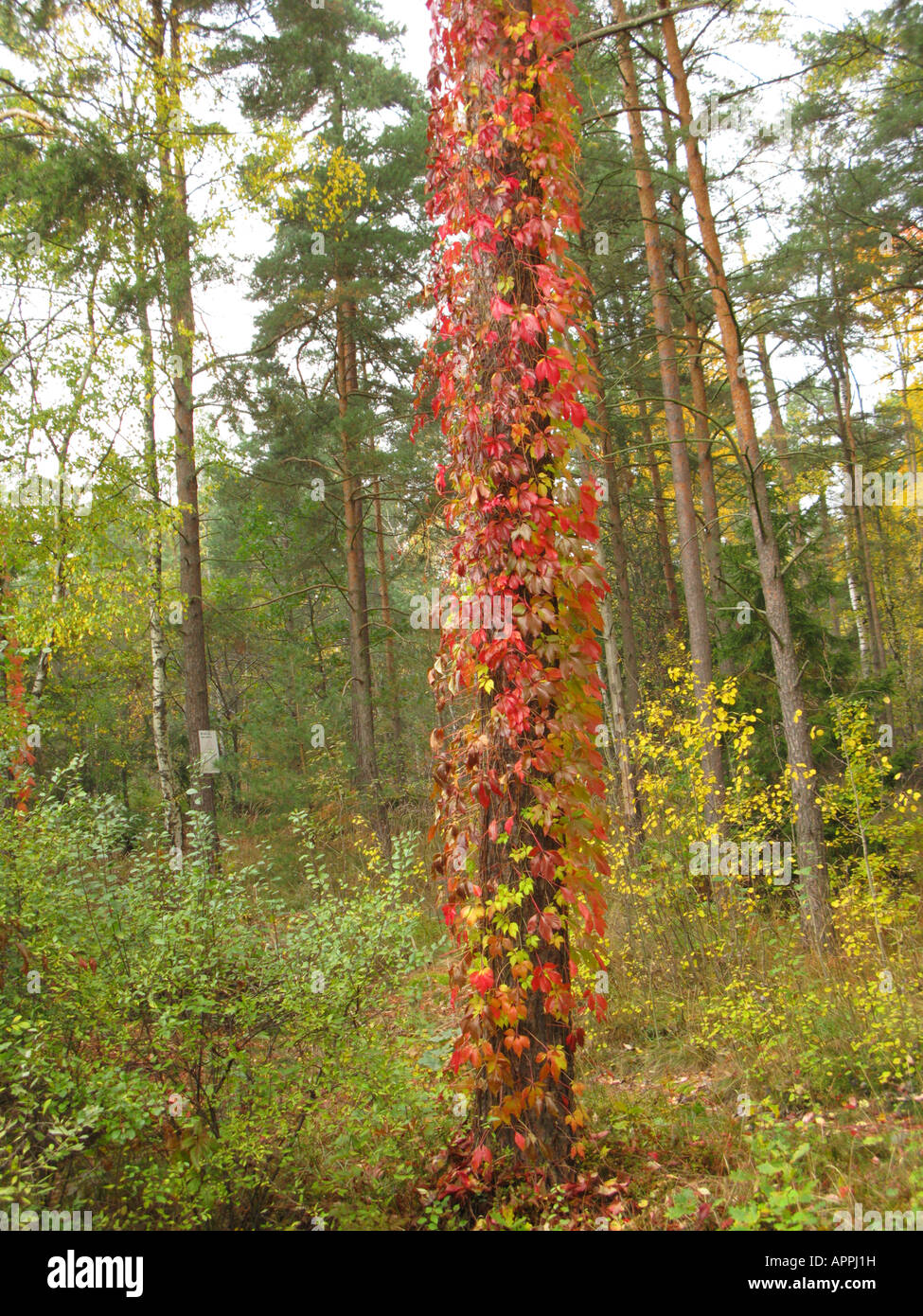 Tree with ivy climbing around its stem Stock Photo - Alamy