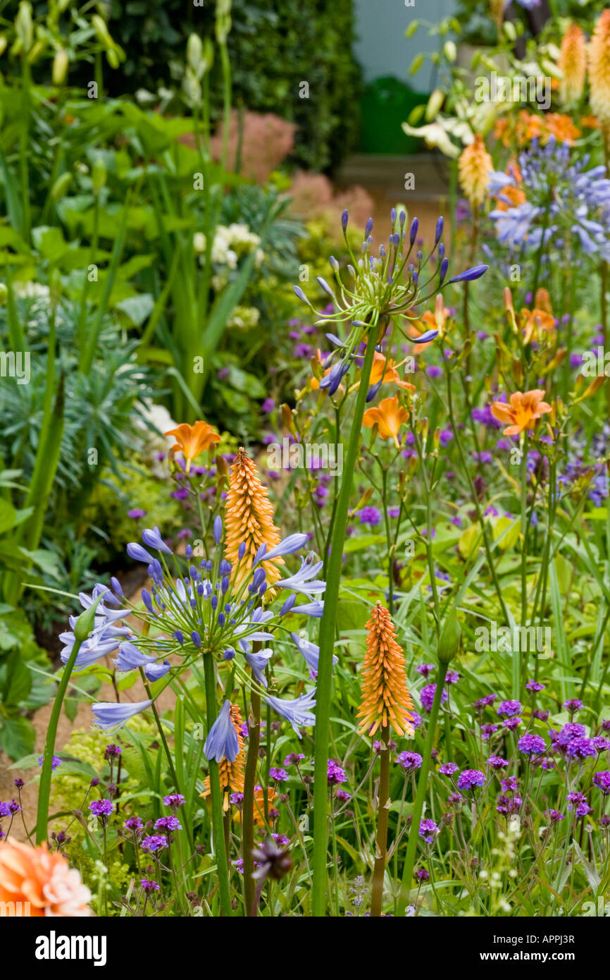 Kniphofia (red hot pokers) and agapanthus in colouful garden border ...