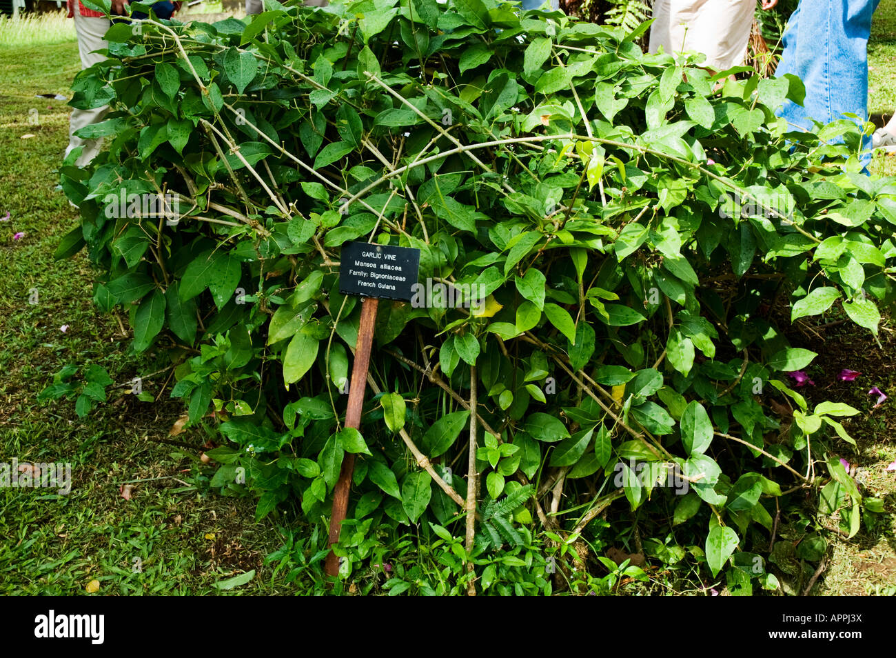 The green leaves of the Garlic Vine shrub Stock Photo - Alamy