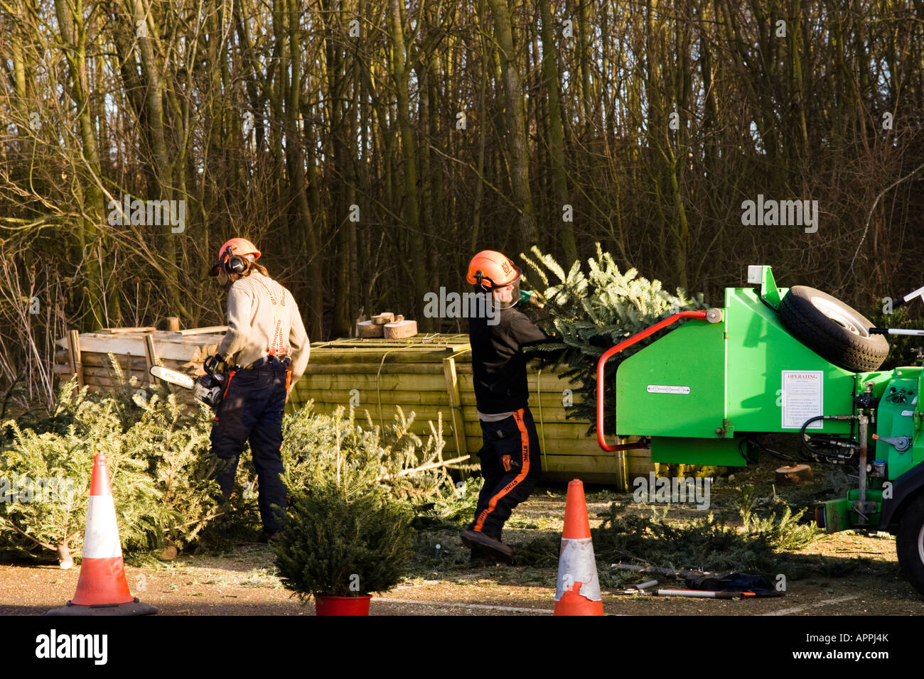 Shredding christmas trees hi-res stock photography and images - Alamy