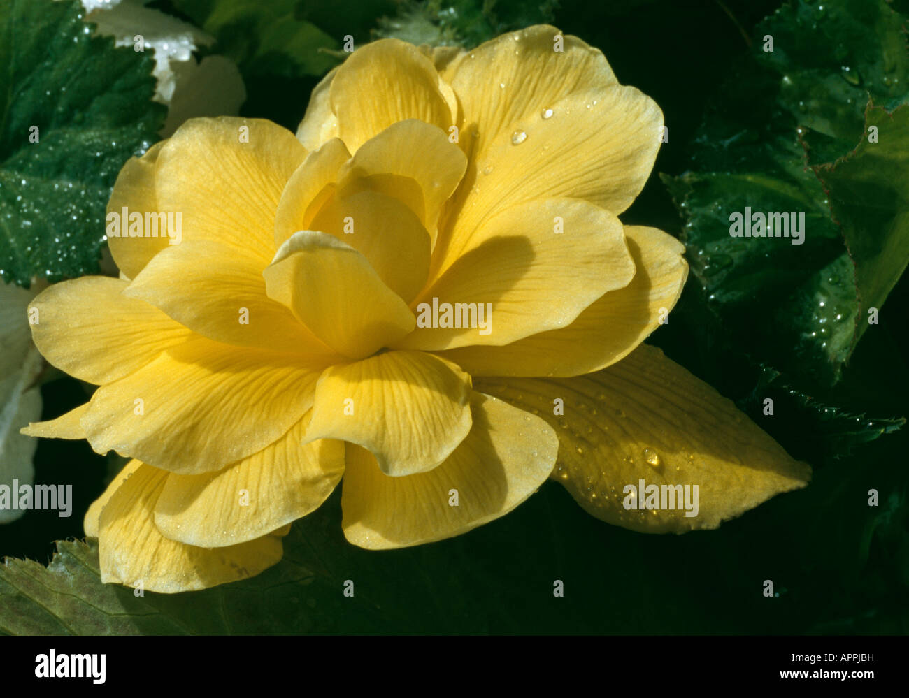Begonia double yellow elegant chic stylis Stock Photo - Alamy