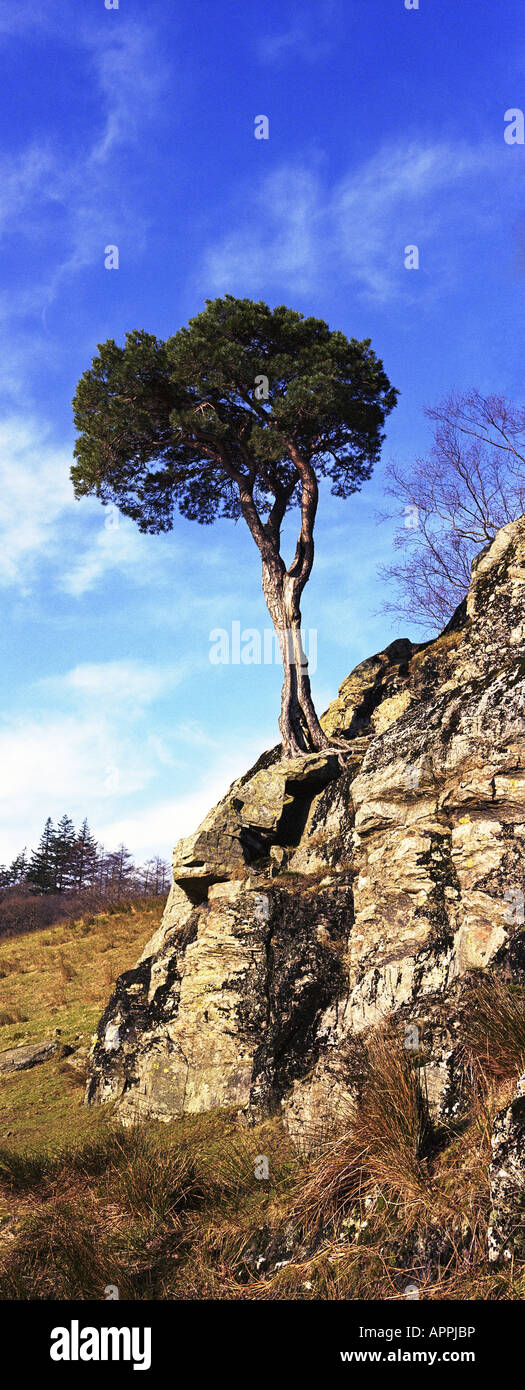 Tree at Buttermere, Cumbria, UK Stock Photo - Alamy