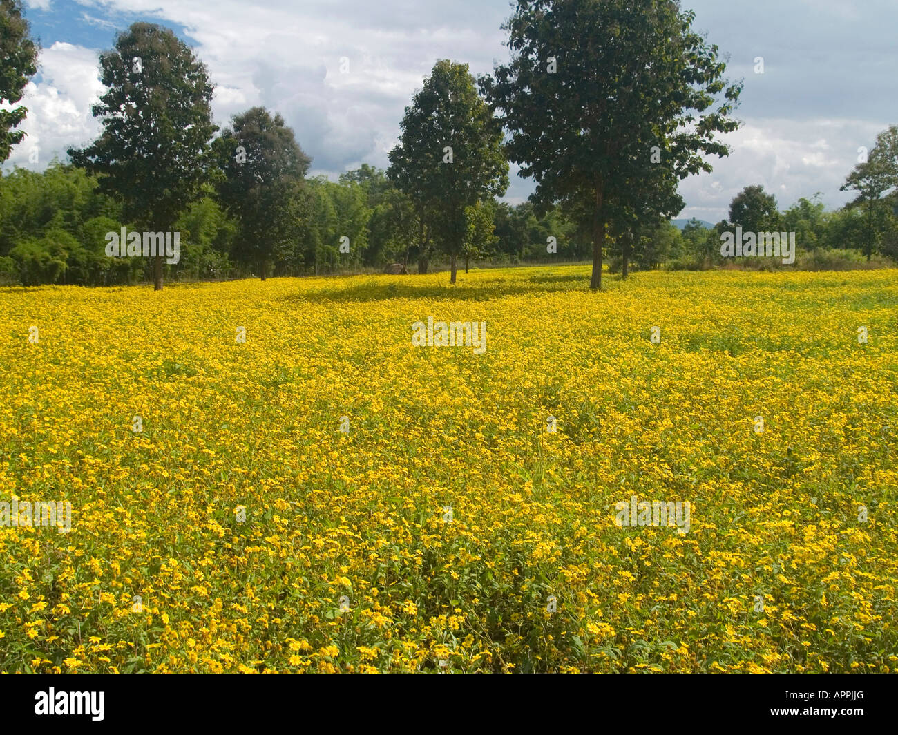 beautiful sesame flowers along Inle Lake in Myanmar Stock Photo - Alamy