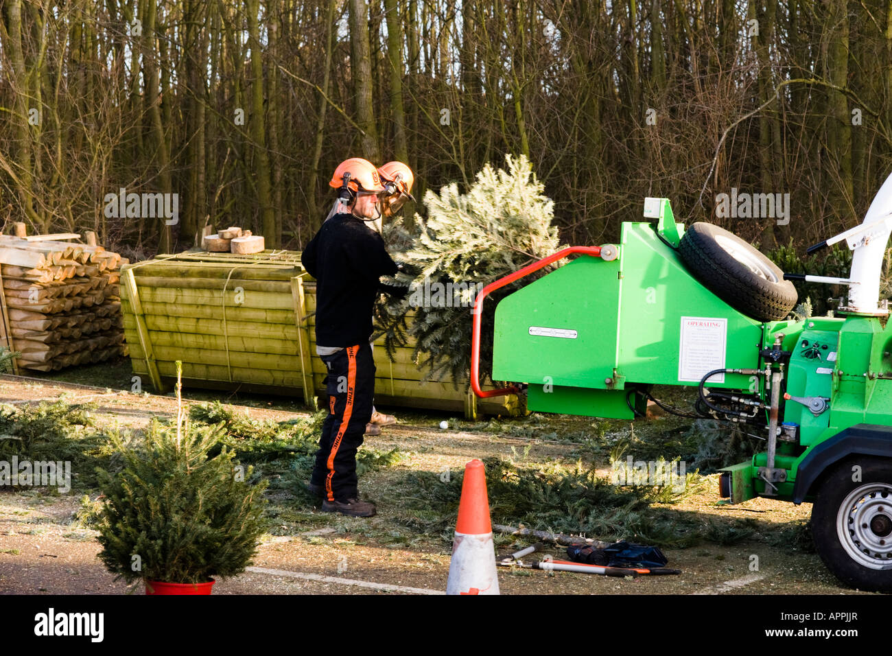 Shredding christmas tree hi-res stock photography and images - Alamy