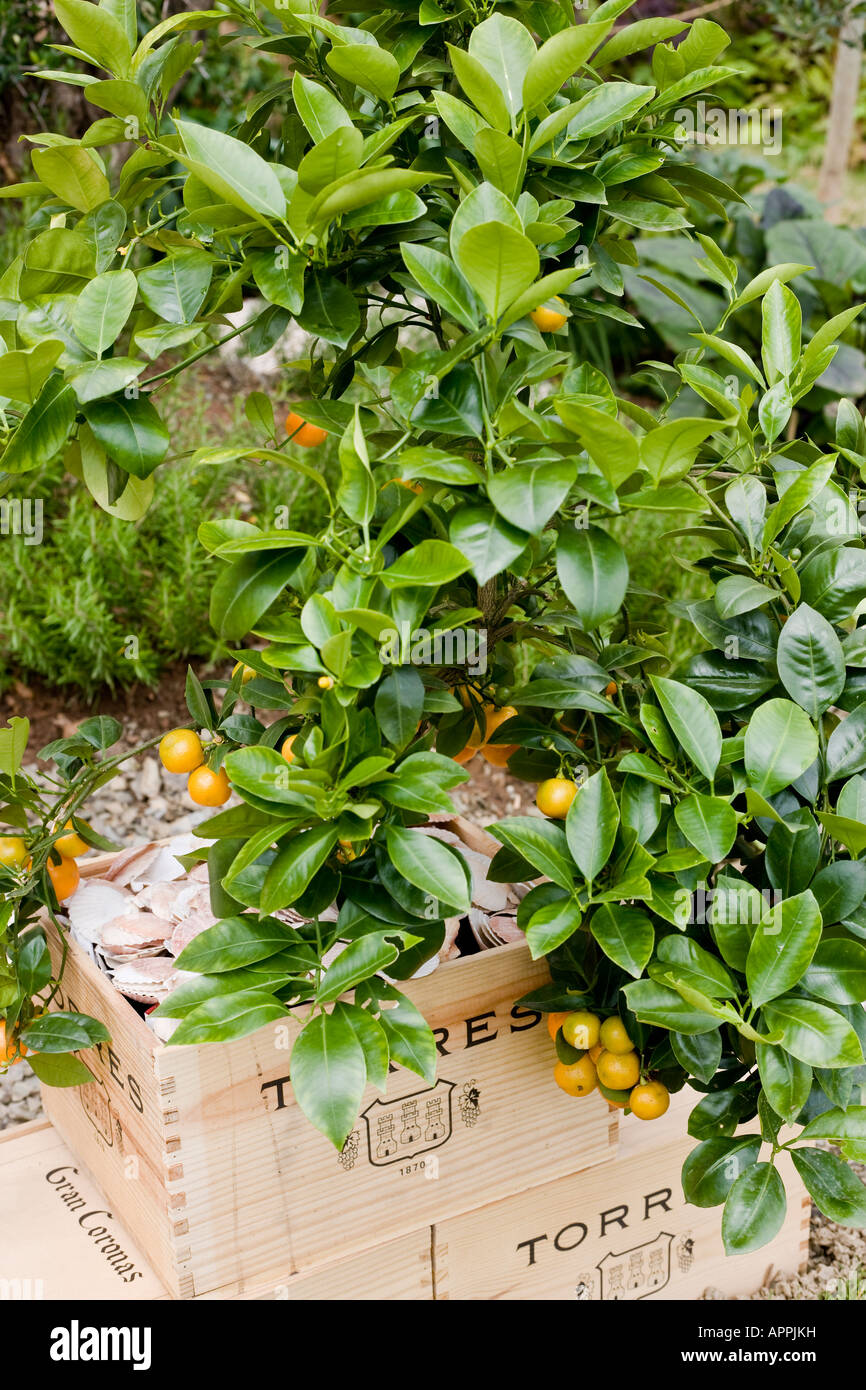 Miniature seville orange with wooden boxes under Torres Tapas Garden ...