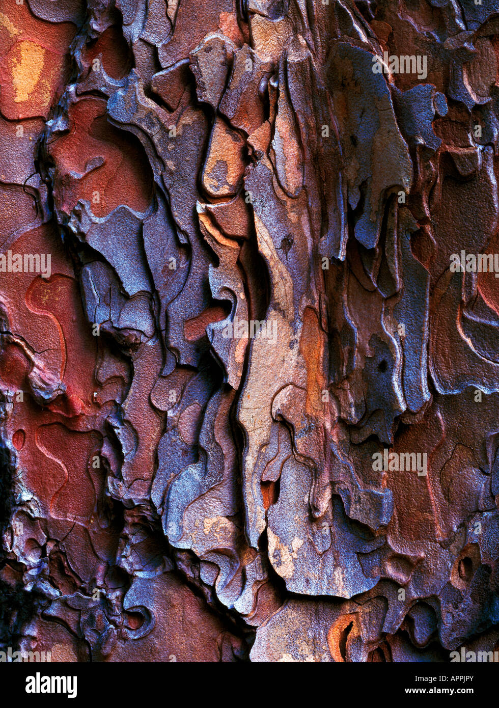 Abstract bark design on a Pinus Ponderosa tree in New Mexico USA Stock ...