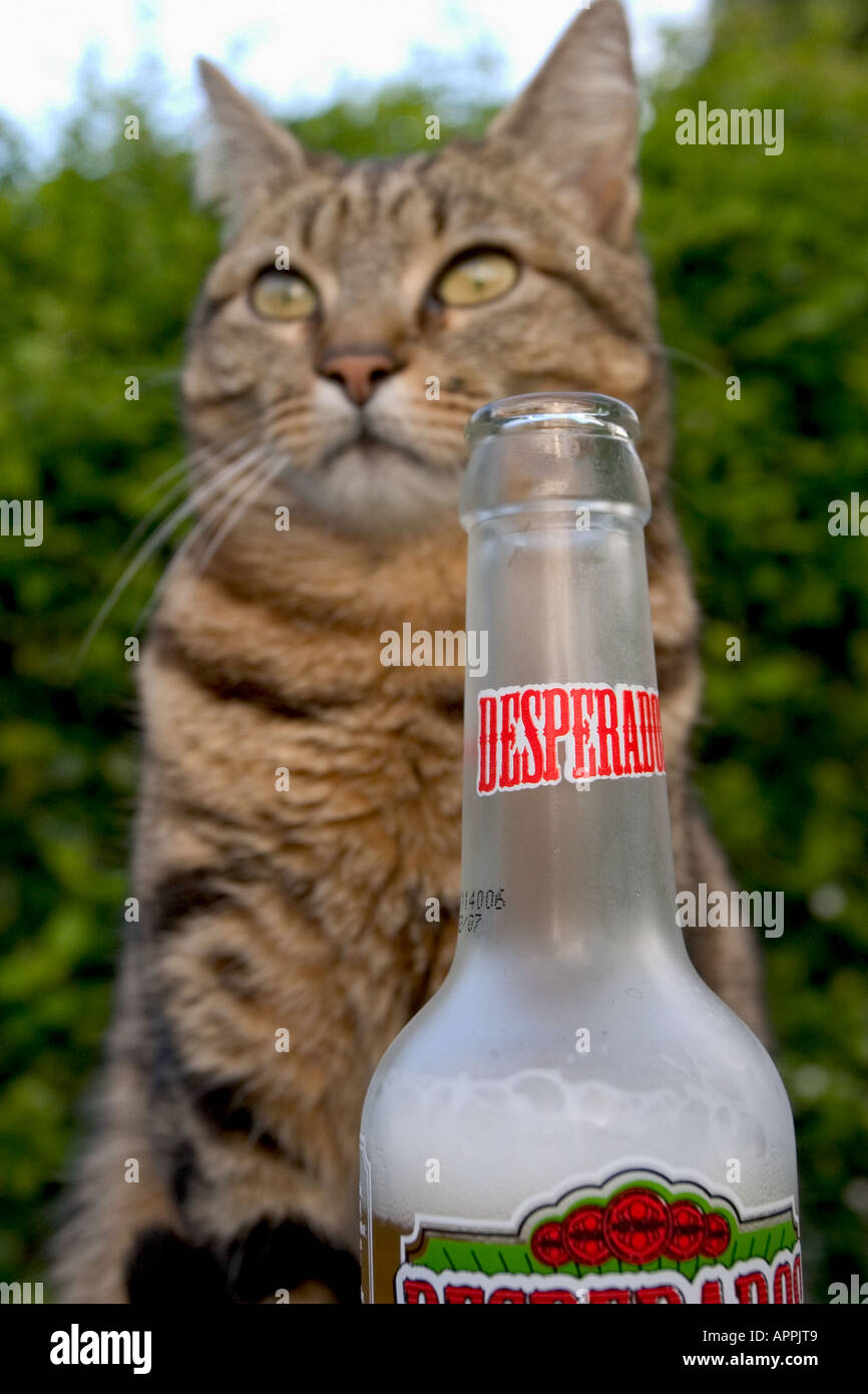 Cat Drinking Beer