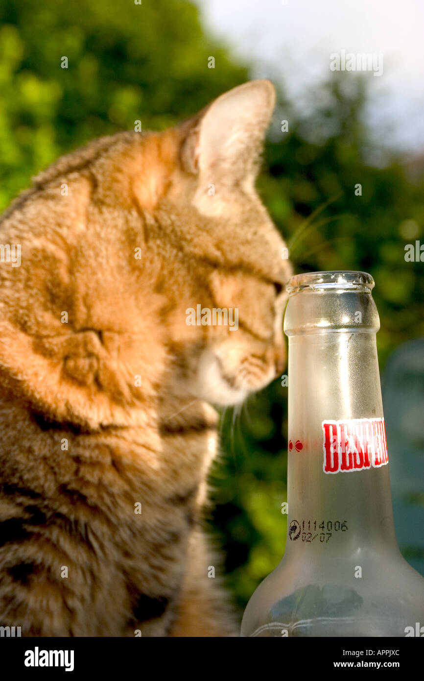 Naughty child pulling out tongue hi-res stock photography and images ...