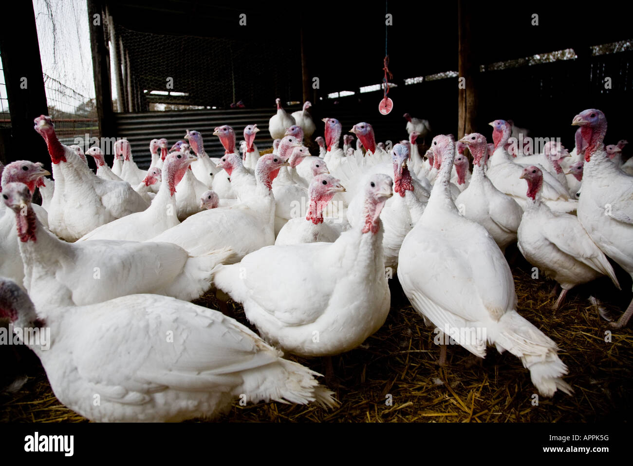 Turkeys in an open barn nr Oxted Surrey england being fattened up ready ...