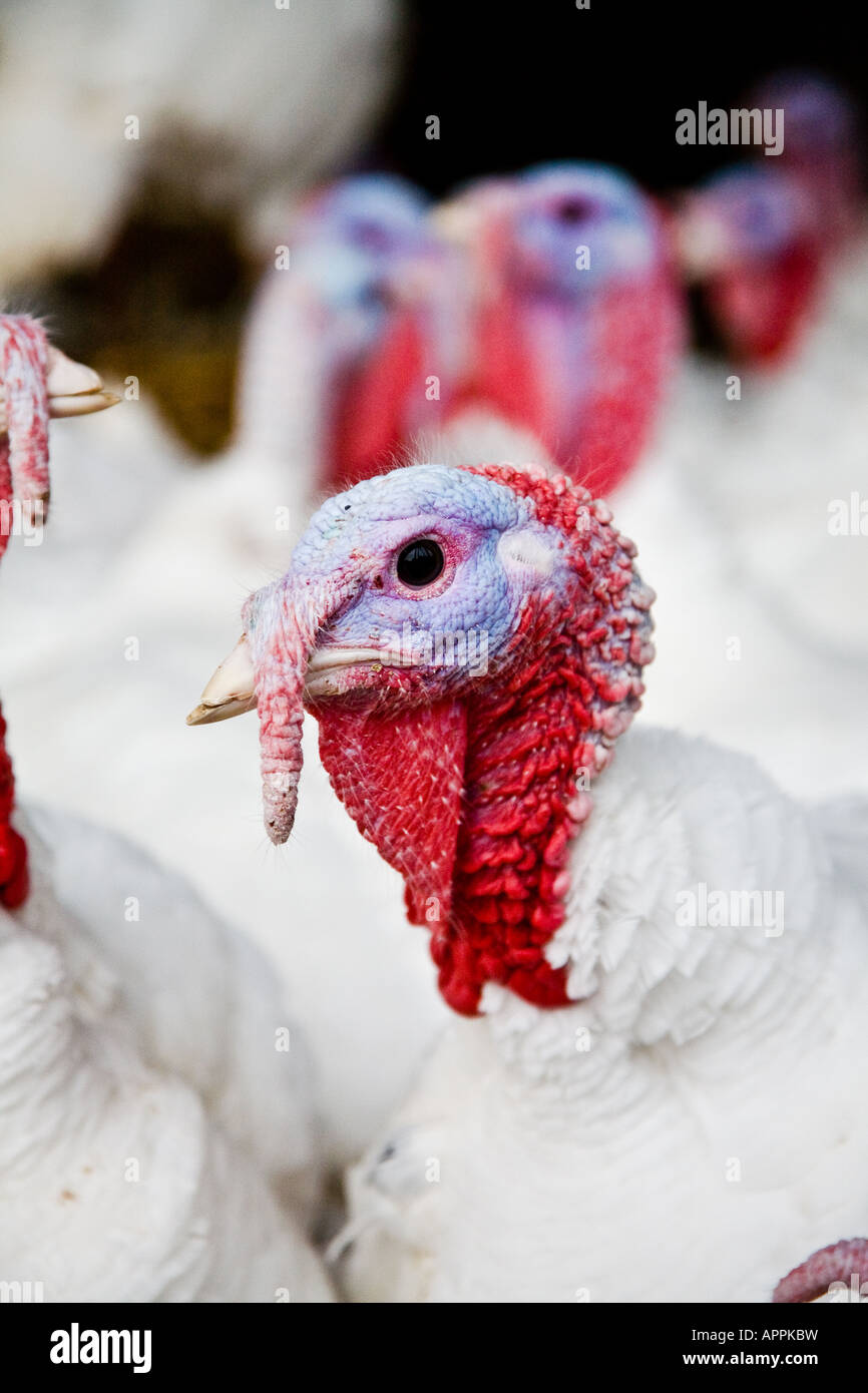 Turkeys in an open barn nr Oxted Surrey england being fattened up ready ...