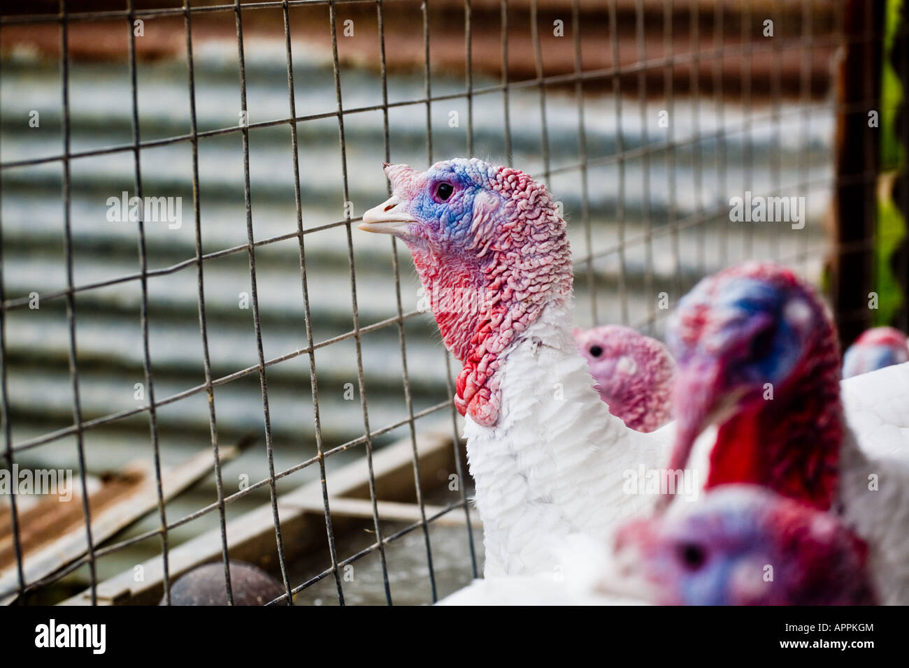Turkeys in an open barn nr Oxted Surrey england being fattened up ready ...