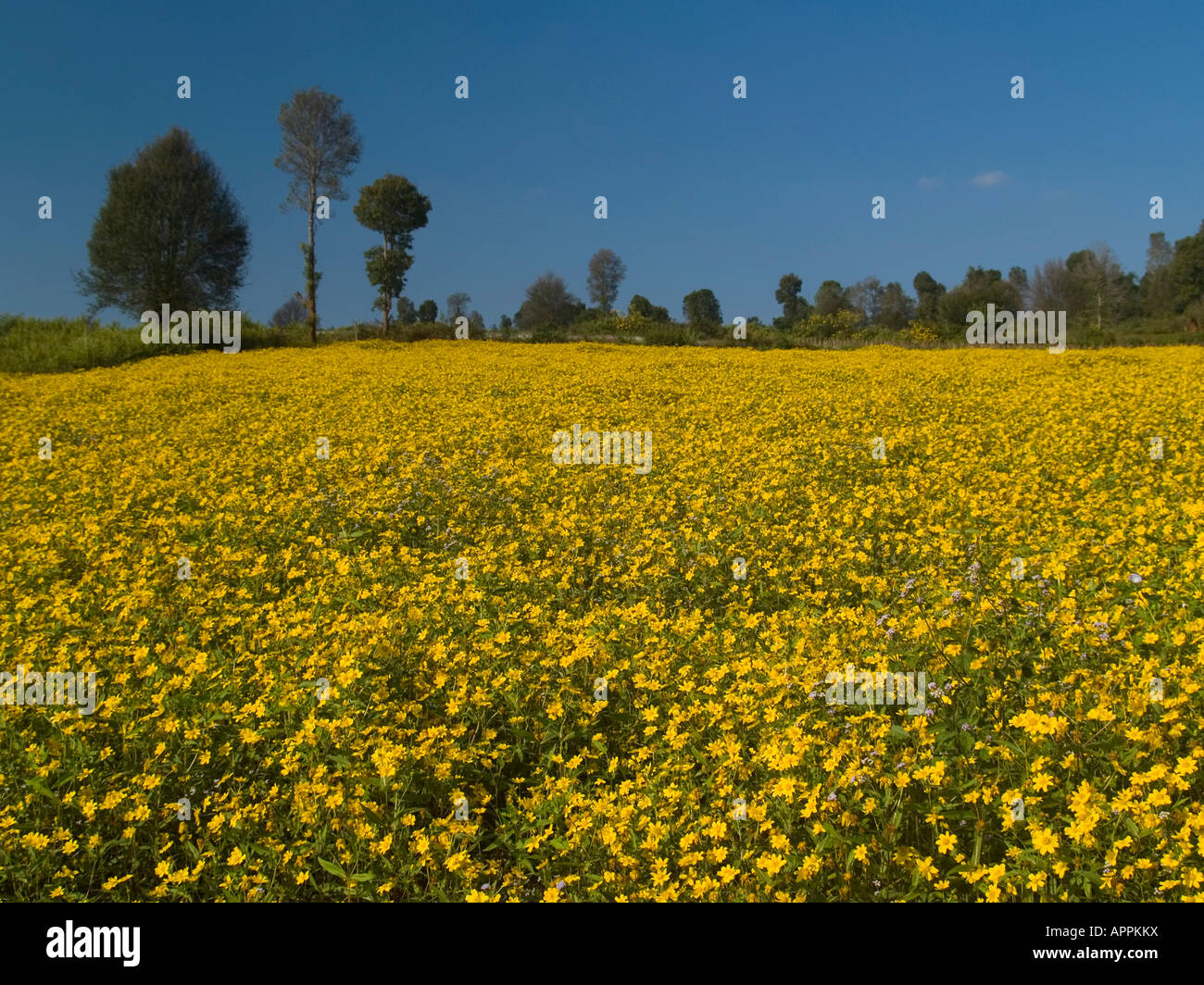 endless beautiful fields of sesame flowers near Inle Lake in Myanmar ...