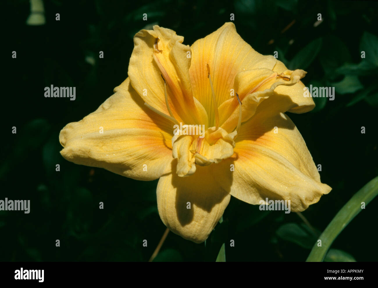 Hemerocallis yellow elegant delicate short lived lasting only a day ...