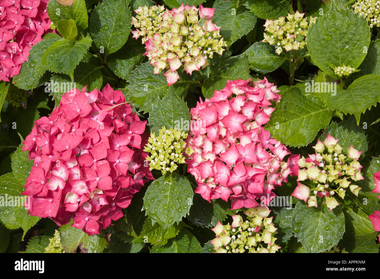 Flowers of Hydrangea hortensis after rain Stock Photo - Alamy
