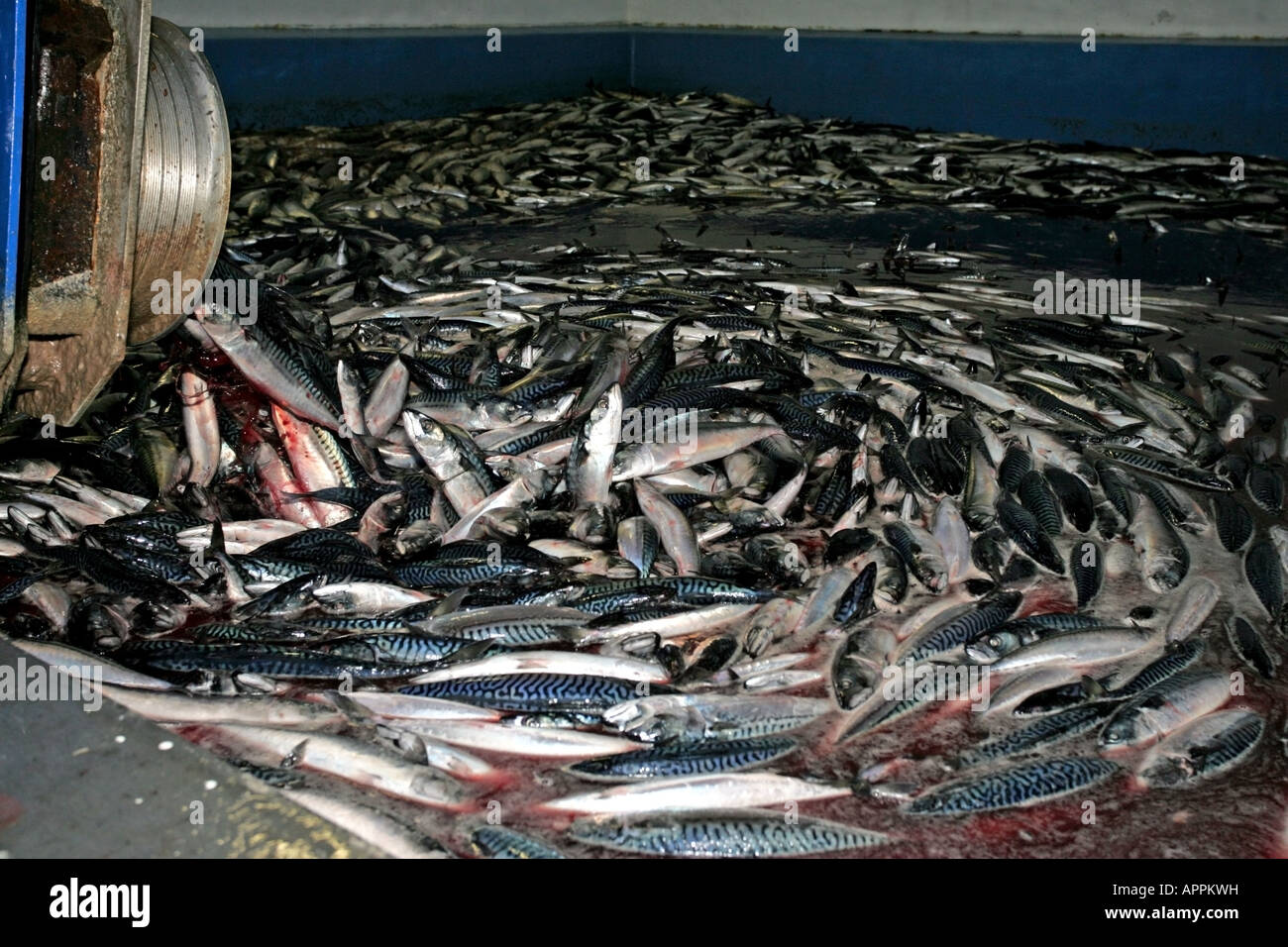 Mackerel unloaded from a large scottish fishing trawler in Peterhead ...