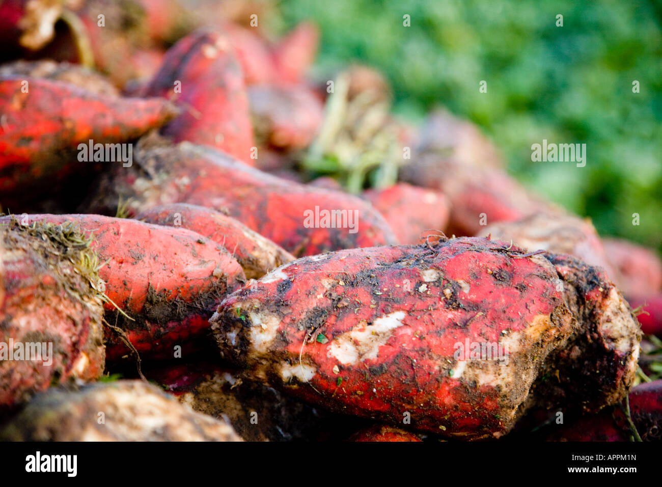 Beet lifter hi-res stock photography and images - Alamy