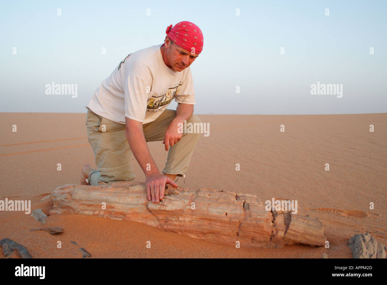 Libya forest hi-res stock photography and images - Alamy