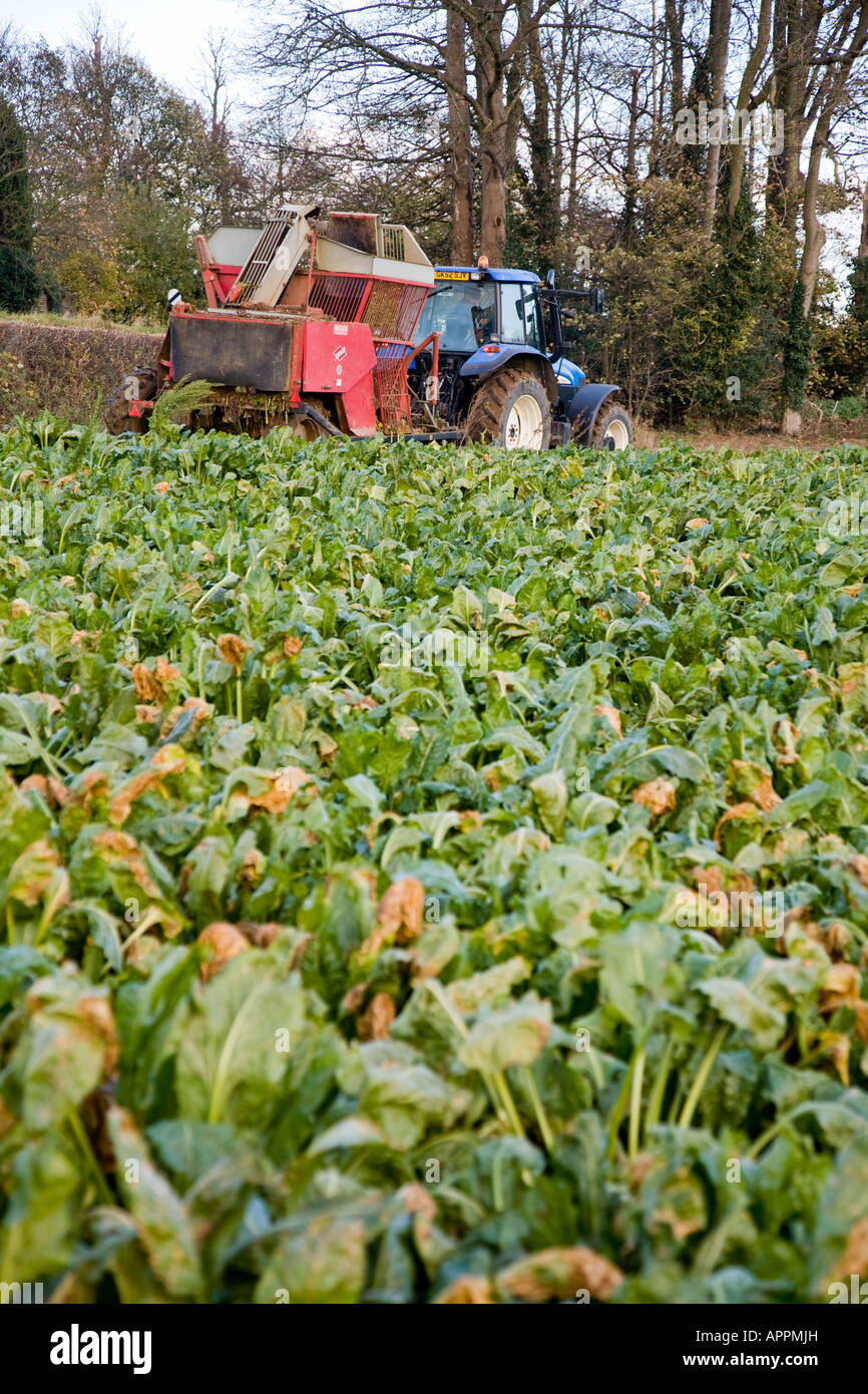 Sugarbeet harvester hi-res stock photography and images - Alamy