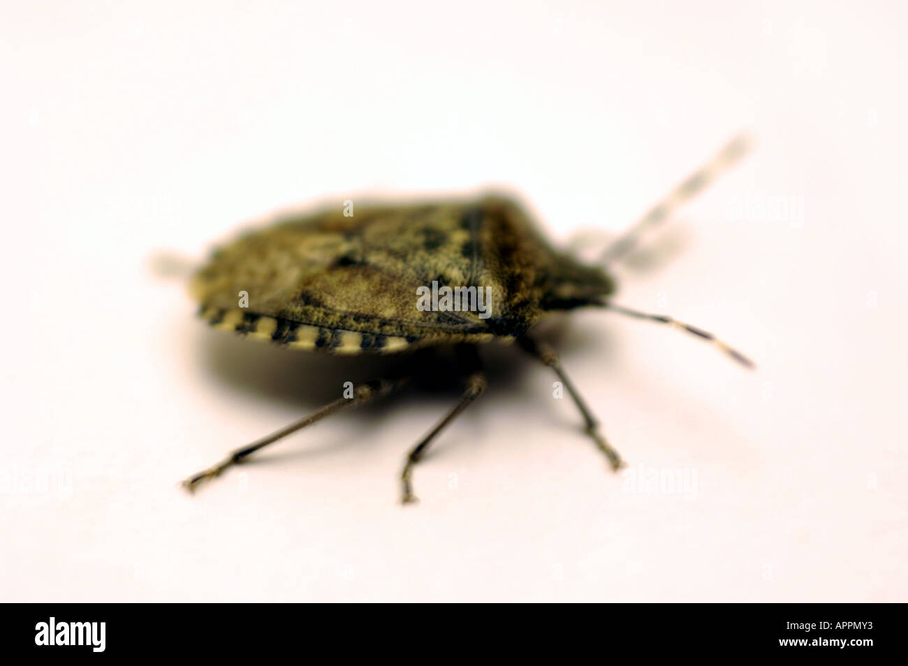 bug insect walk immobilized move movement mobility concept creepy ...