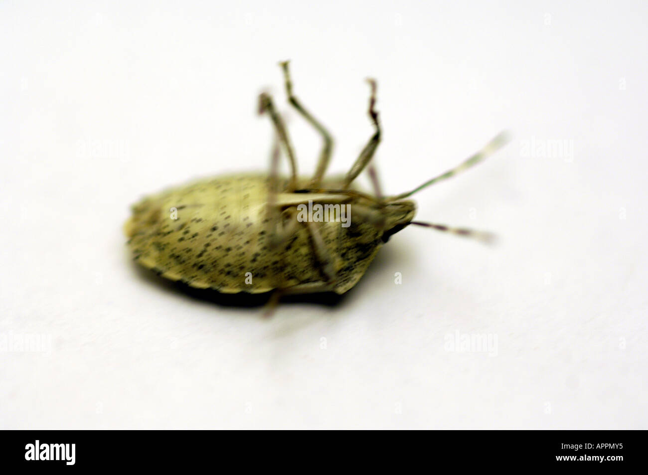 bug insect on back cant walk immobilized move movement mobility concept ...