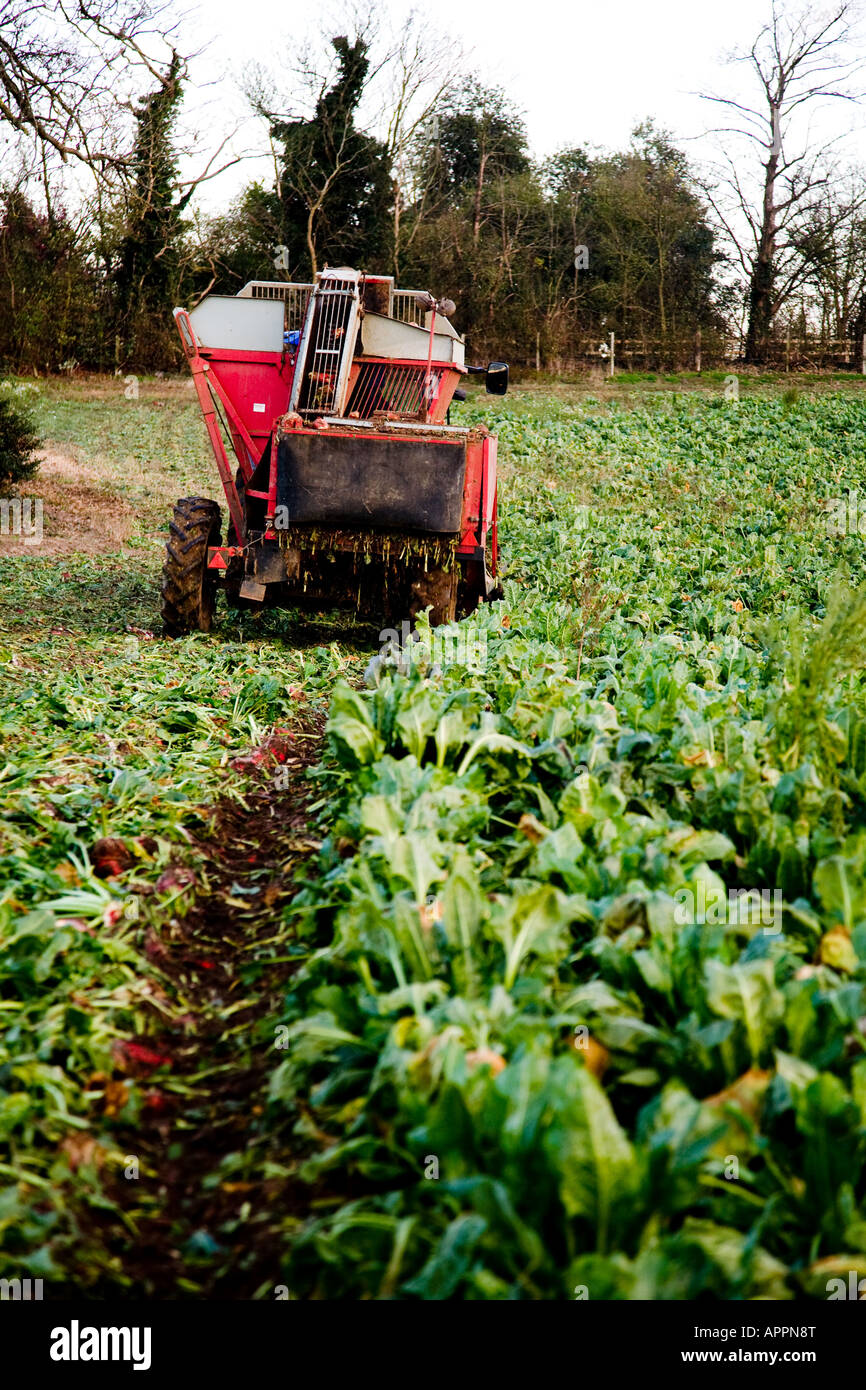 Fodderbeat being harvested by a sugarbeet lifter at a farm in Surrey ...
