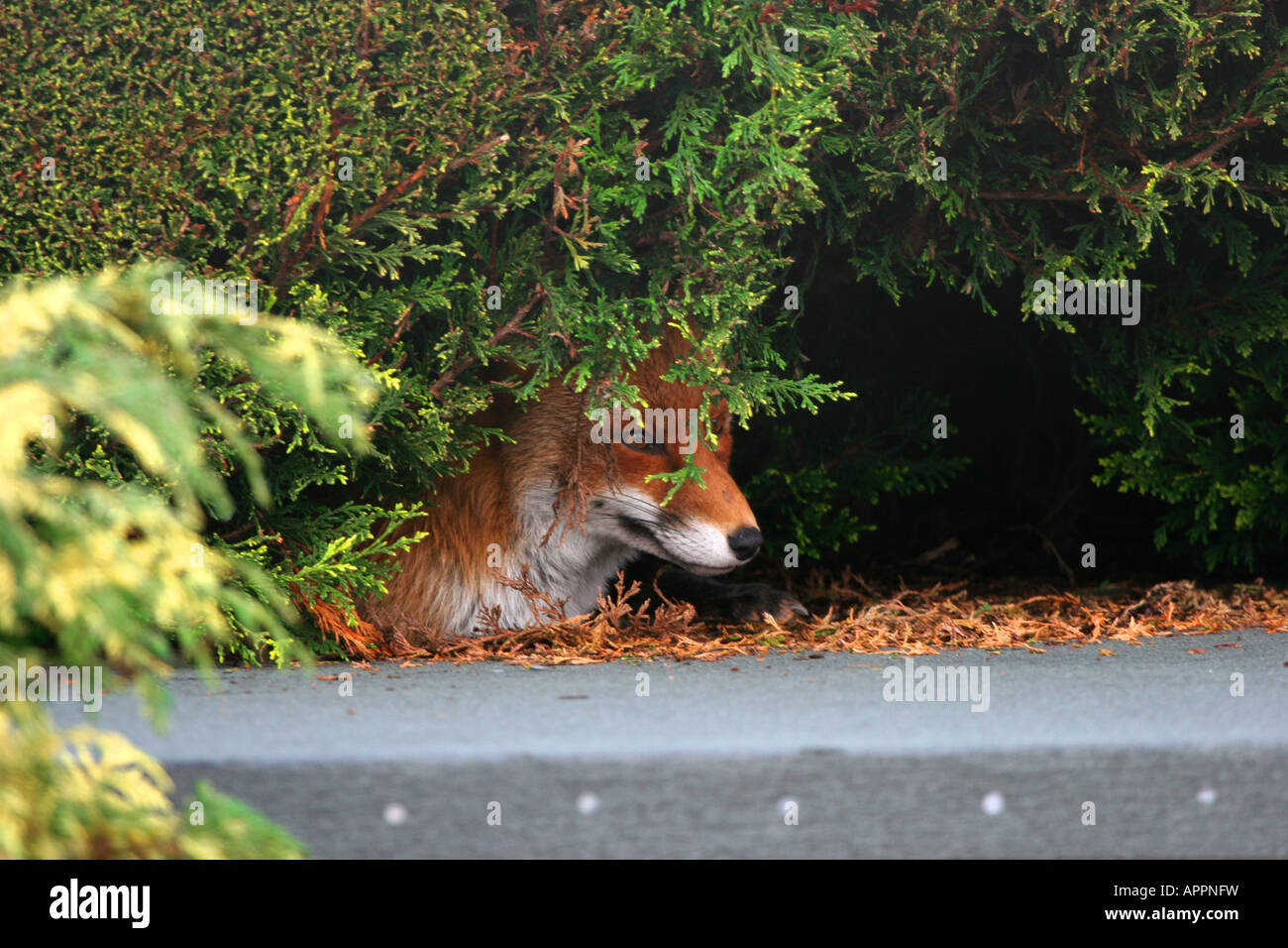 Garden shed with fox hi-res stock photography and images - Alamy