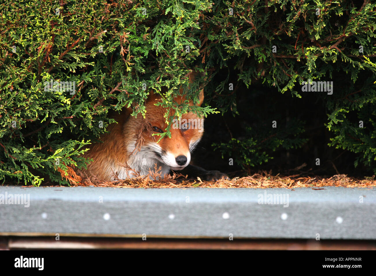 Fox on garden shed roof Stock Photo - Alamy