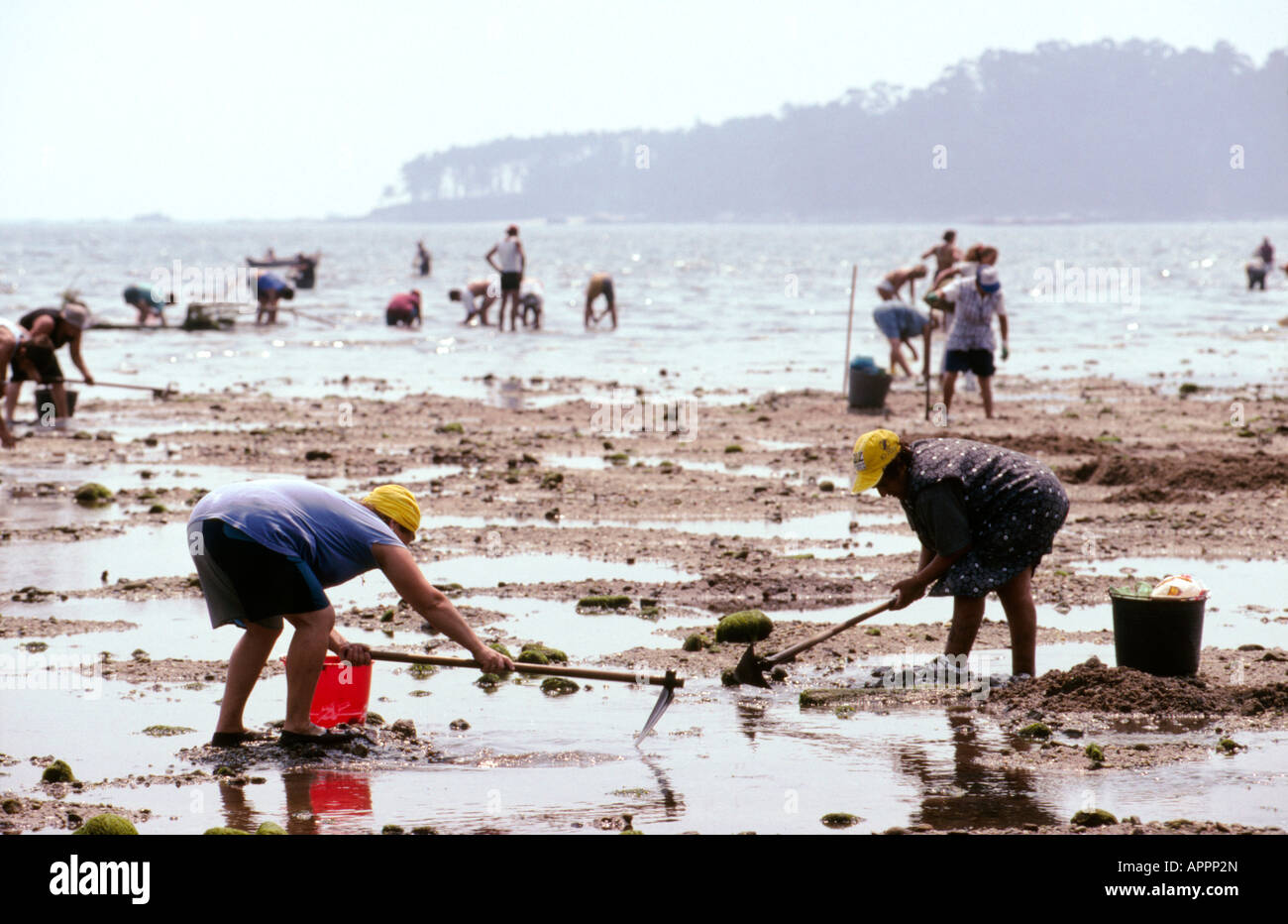 Workers digging for berberichos cockles in the Ria de Arousa at A Pobra ...