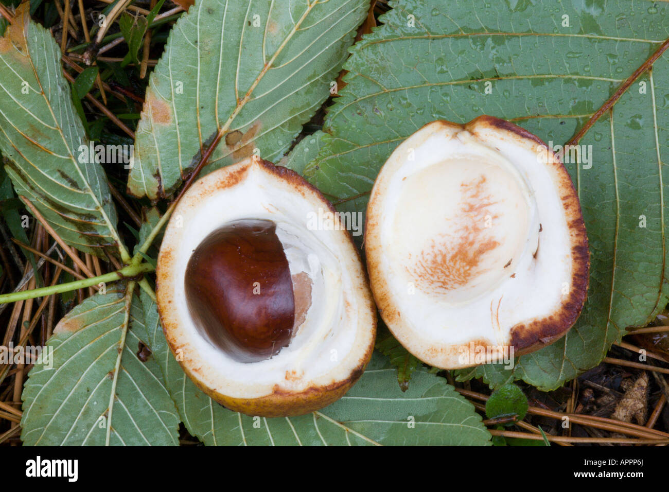 Newly split chestnut case showing conker Stock Photo - Alamy