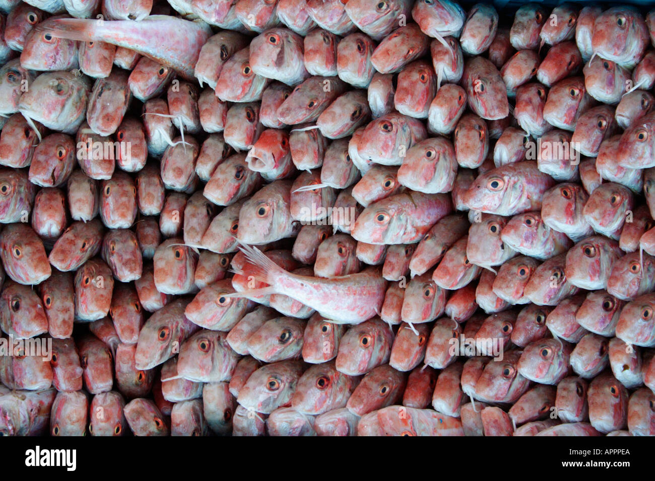 Fish market in tripoli hi-res stock photography and images - Alamy