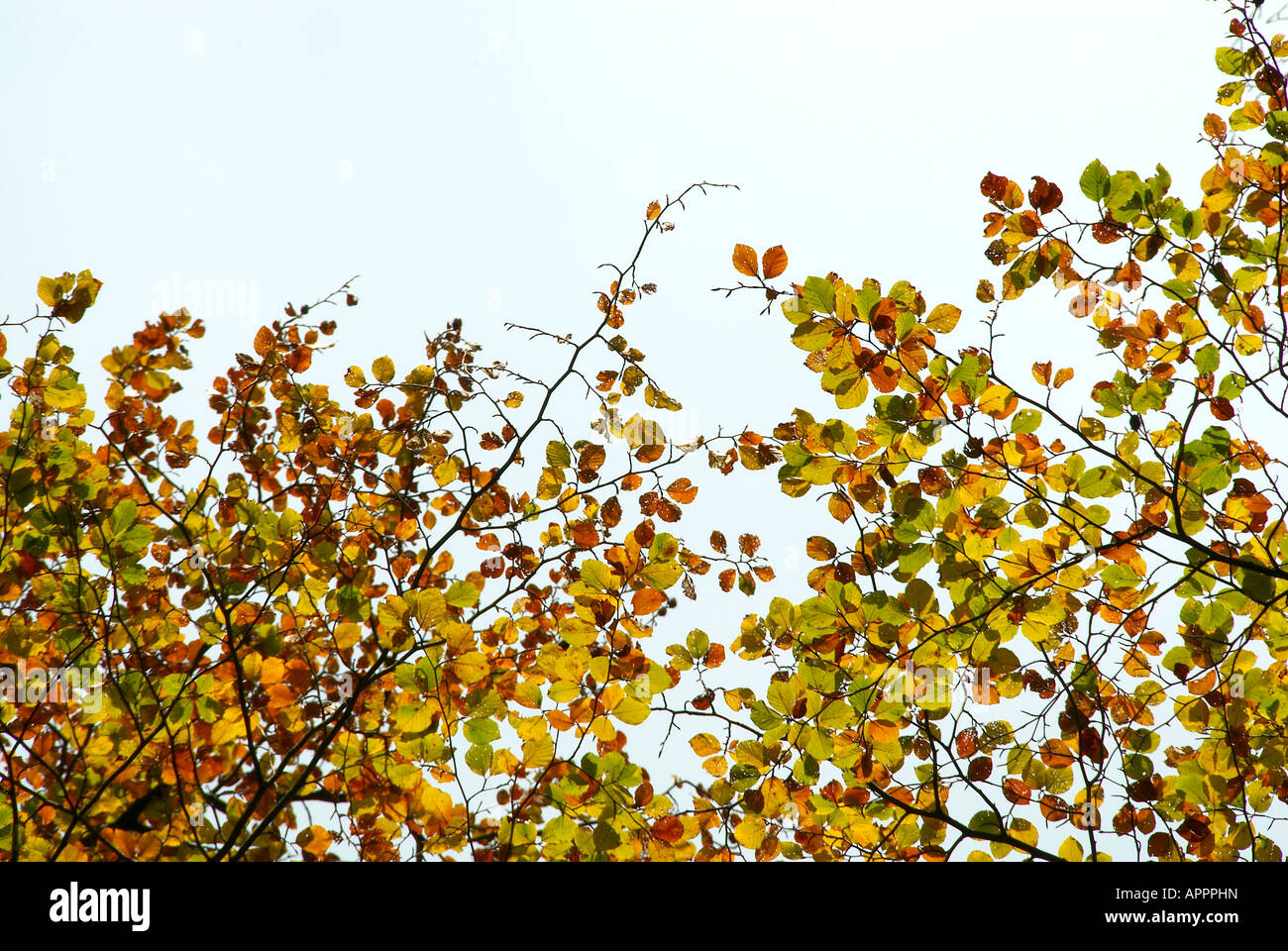 Picture of trees in late autumn Stock Photo - Alamy