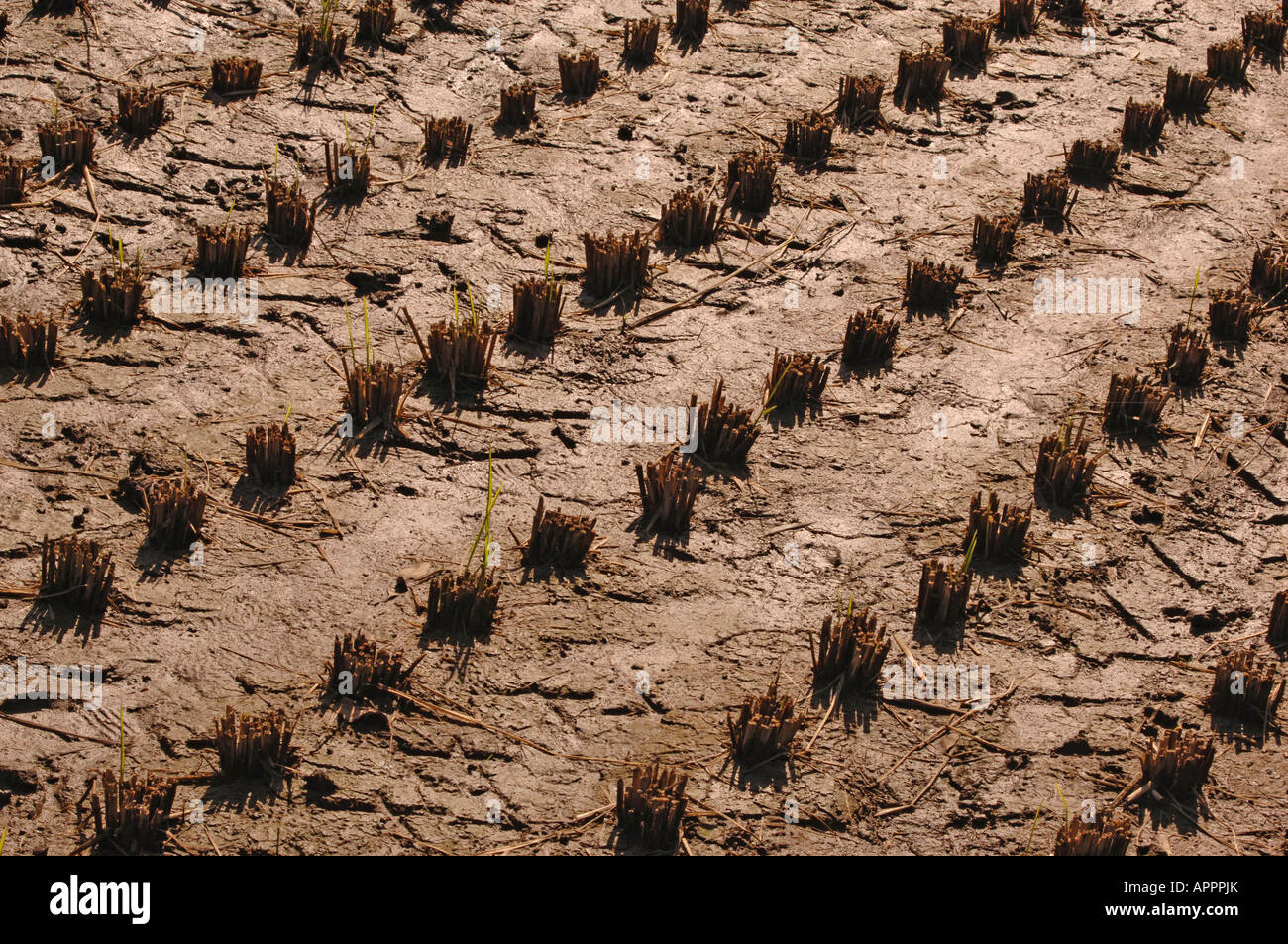 Cut crops of wheat corn grain stubble Stock Photo - Alamy