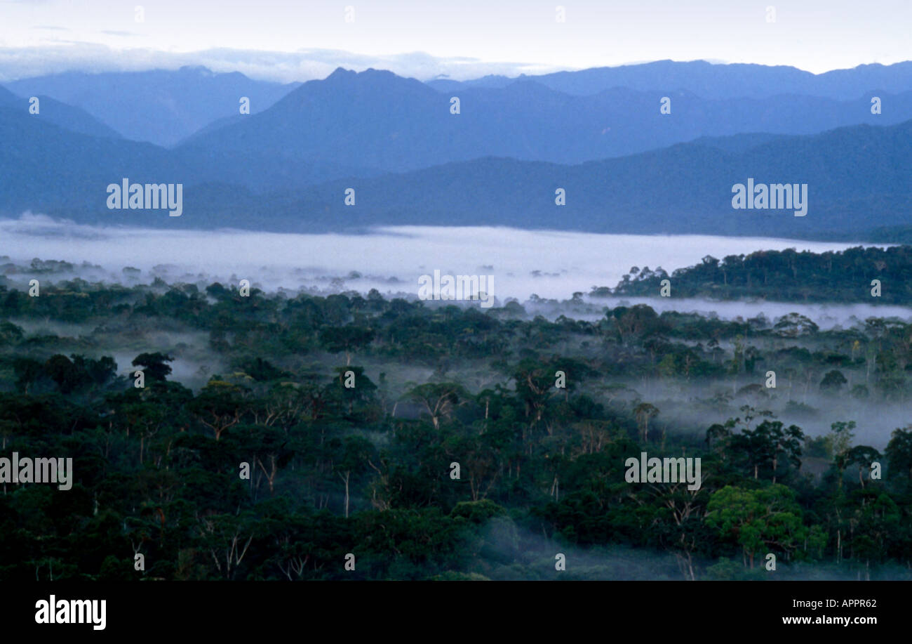 Rainforest tena hi-res stock photography and images - Alamy