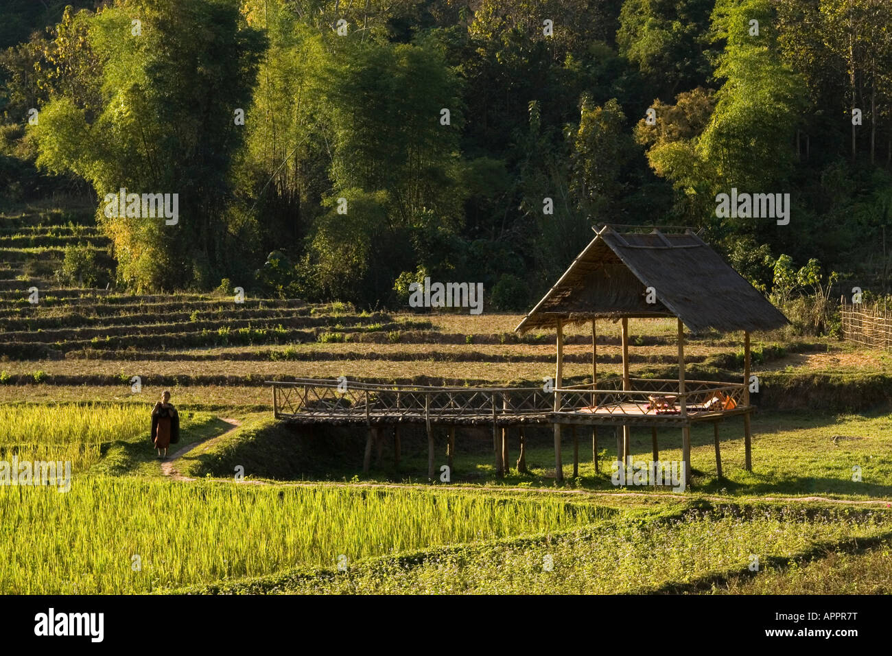 Young Girl Walking in a Rice Field Near the Mekong River, Laos Stock ...