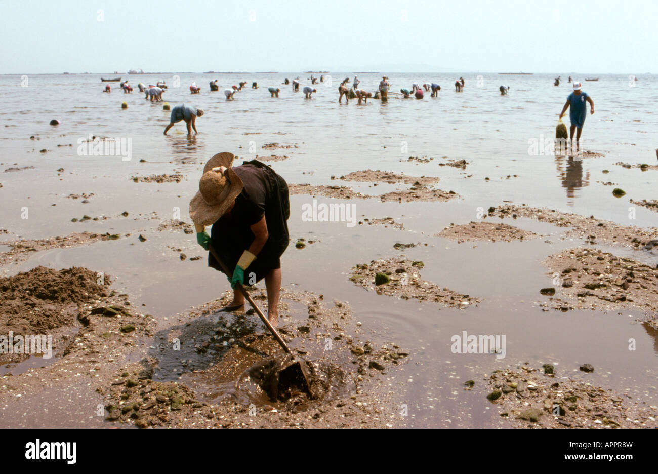 Workers digging for berberichos cockles in the Ria de Arousa at A Pobra ...