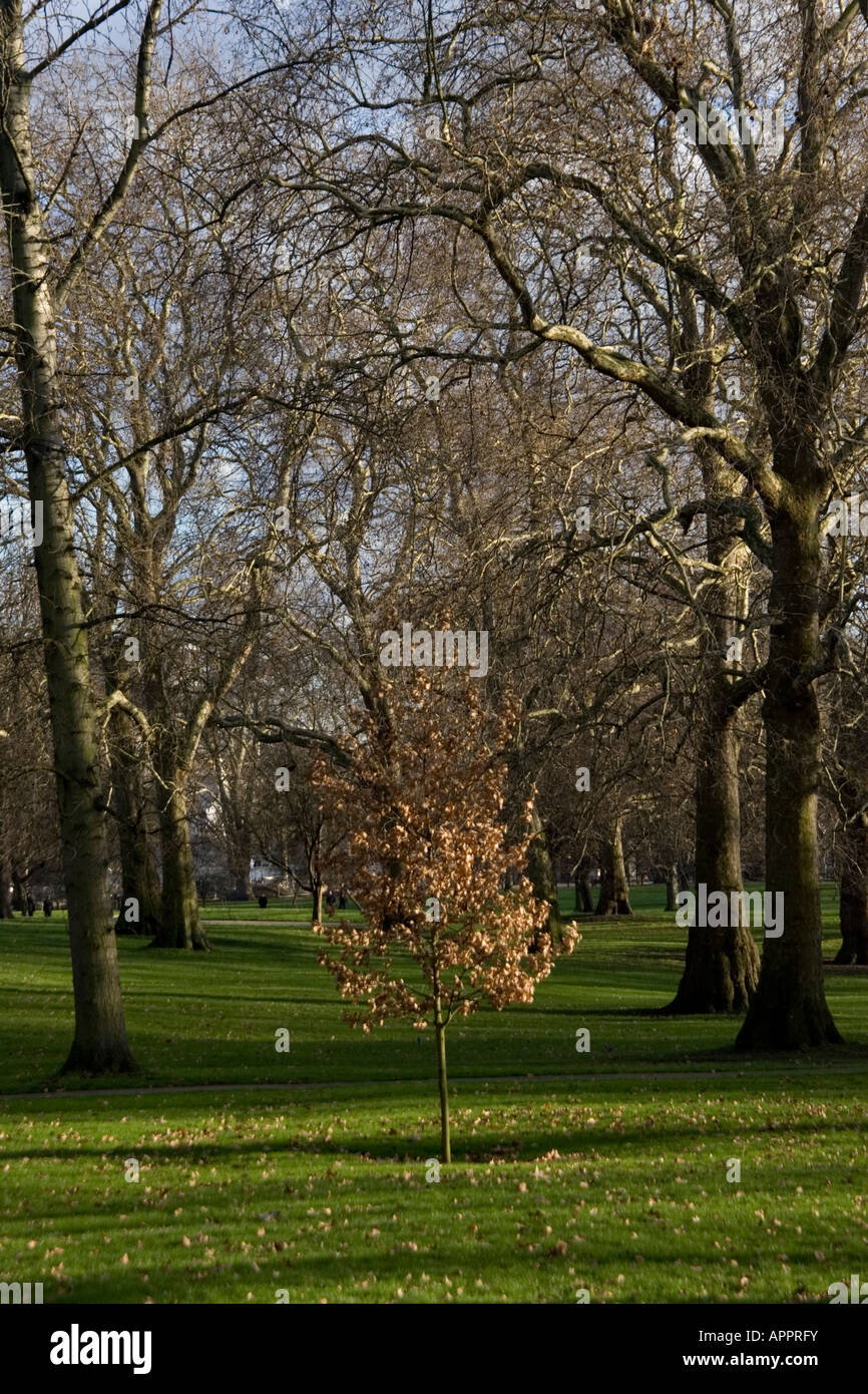 A tree in Green Park, London Stock Photo - Alamy