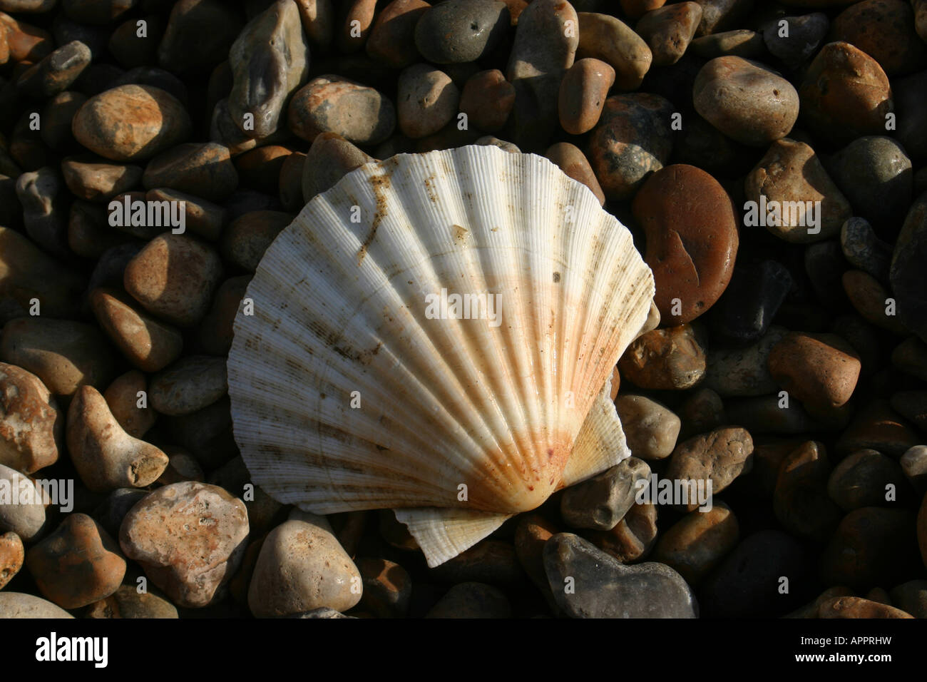 Shell on brighton beach hi-res stock photography and images - Alamy