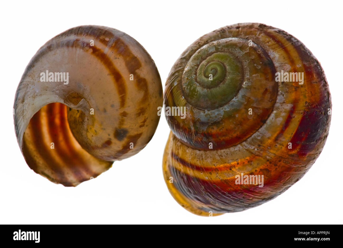 Empty snail shells Stock Photo - Alamy
