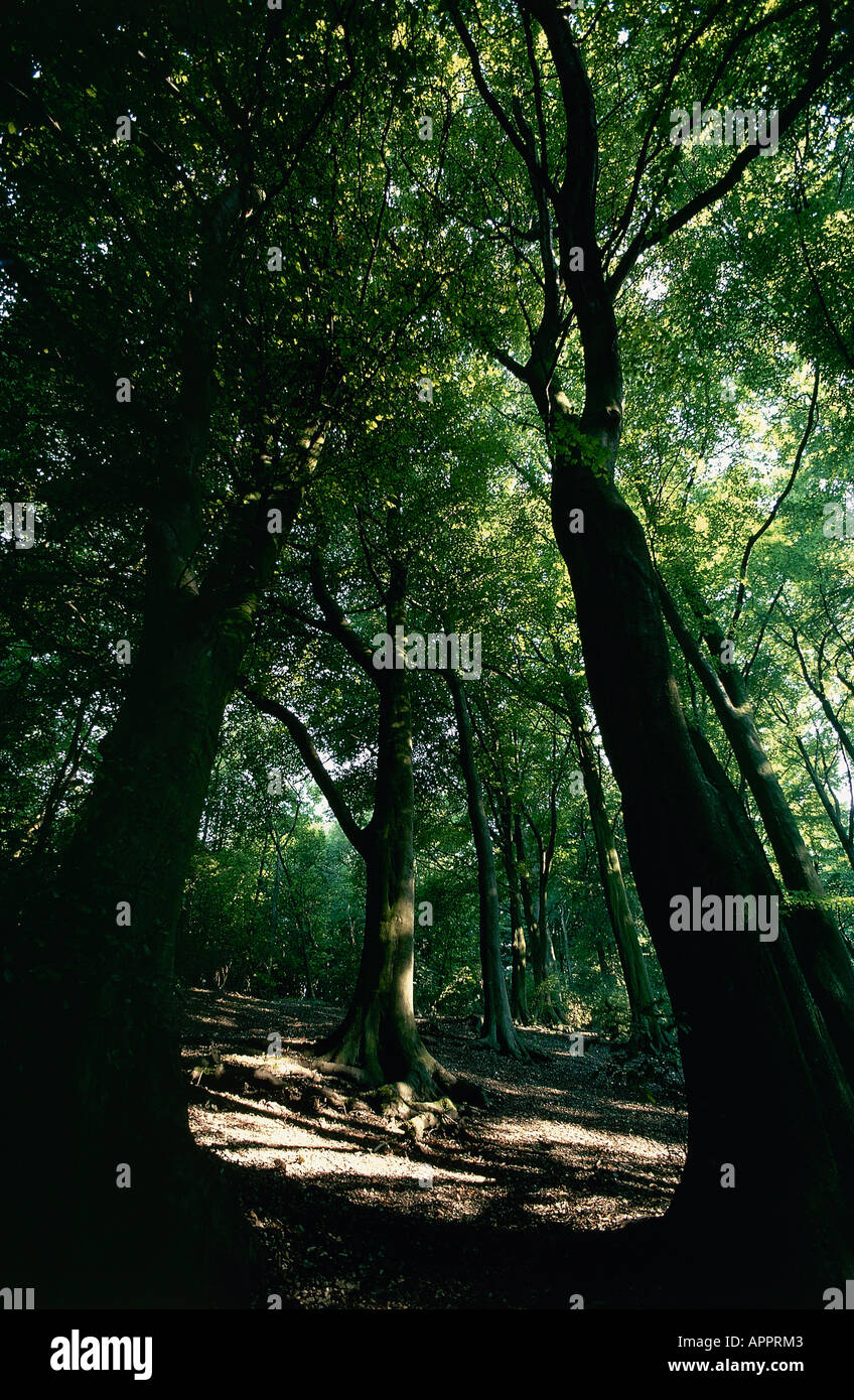 Dark forest at Brantingham Dale Stock Photo - Alamy