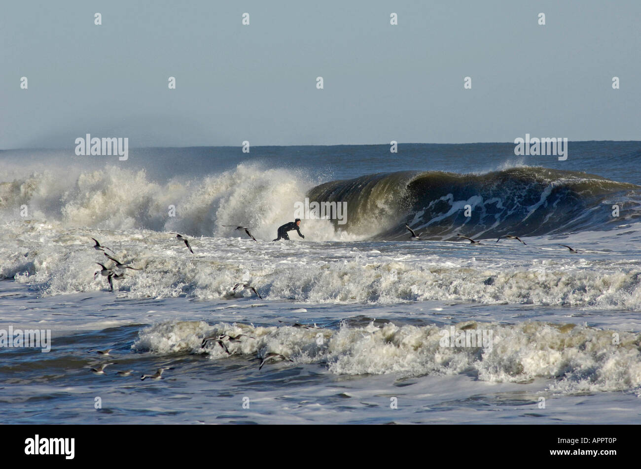 Surfer surfing in the waves on the Outer Banks NC with birds flying along the shore Stock Photo ...
