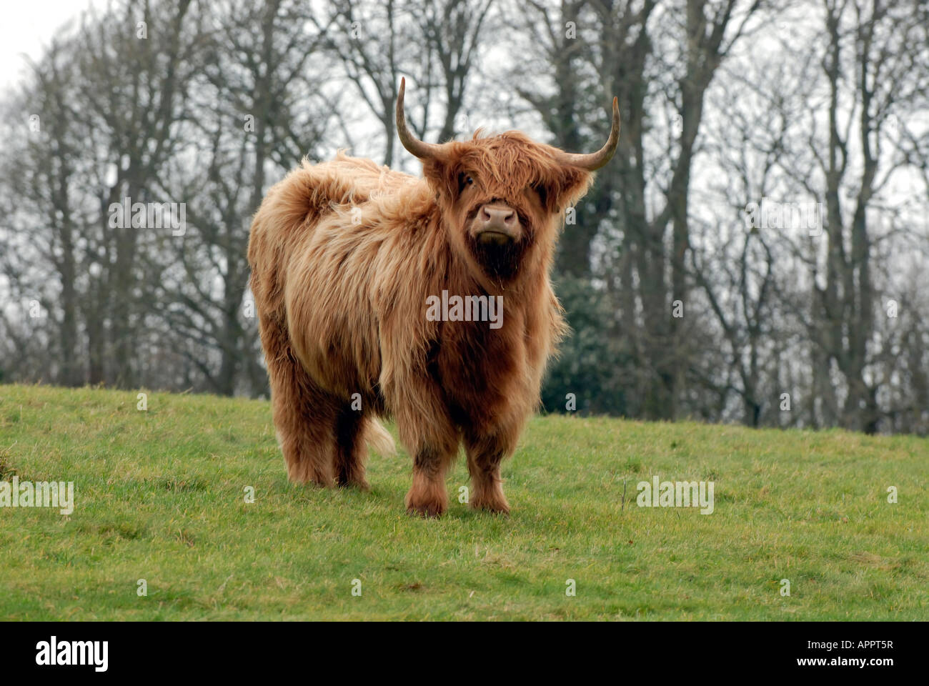 a long horned highland cattle rare breeds bull standing in a field ...
