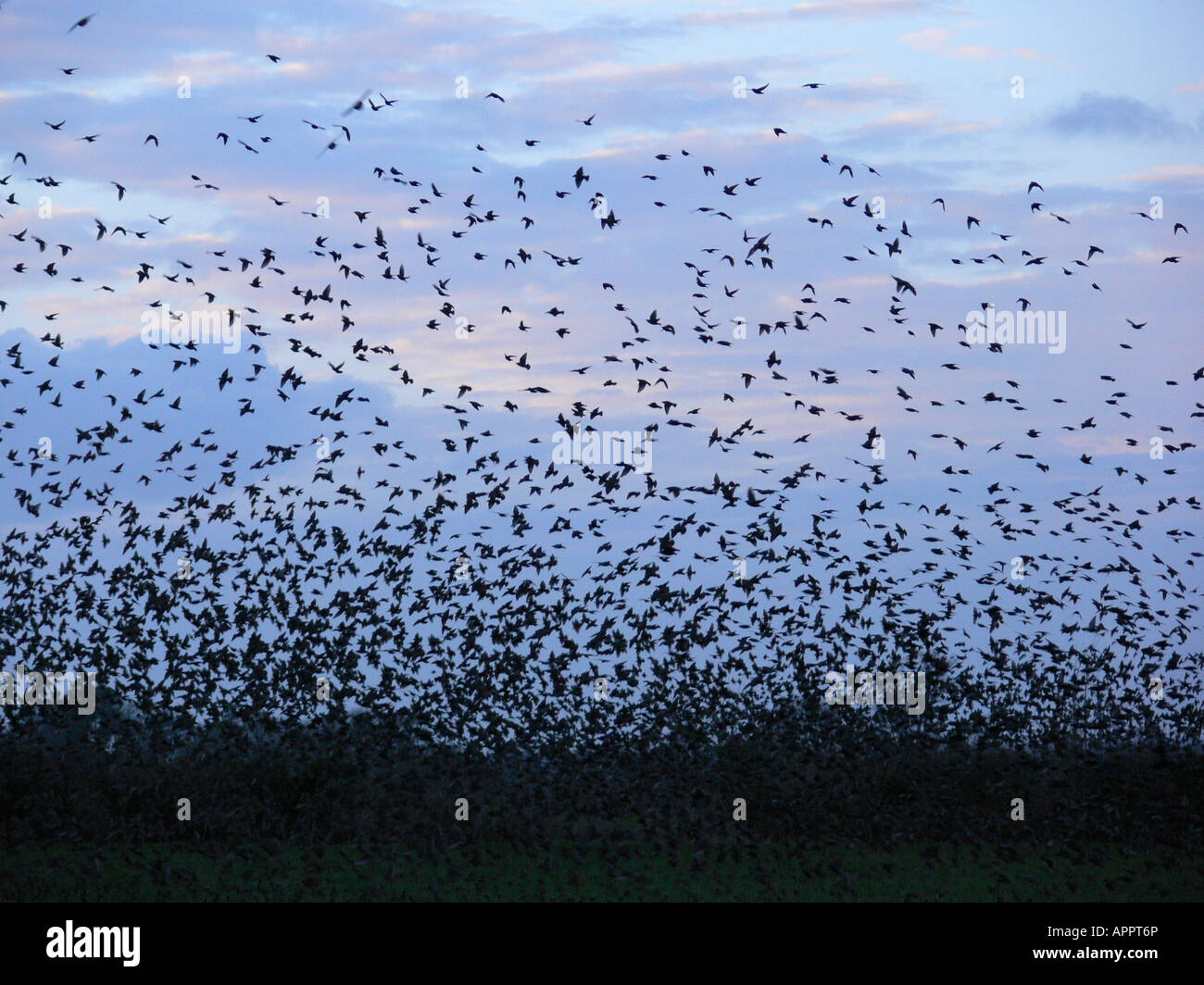 Peregrine falcon (Falco peregrinus) attacking flock of roosting ...
