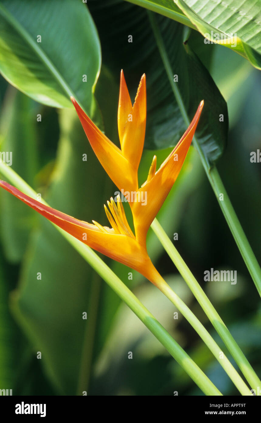 Bird of Paradise plant - Strelitzia Reginae Stock Photo - Alamy