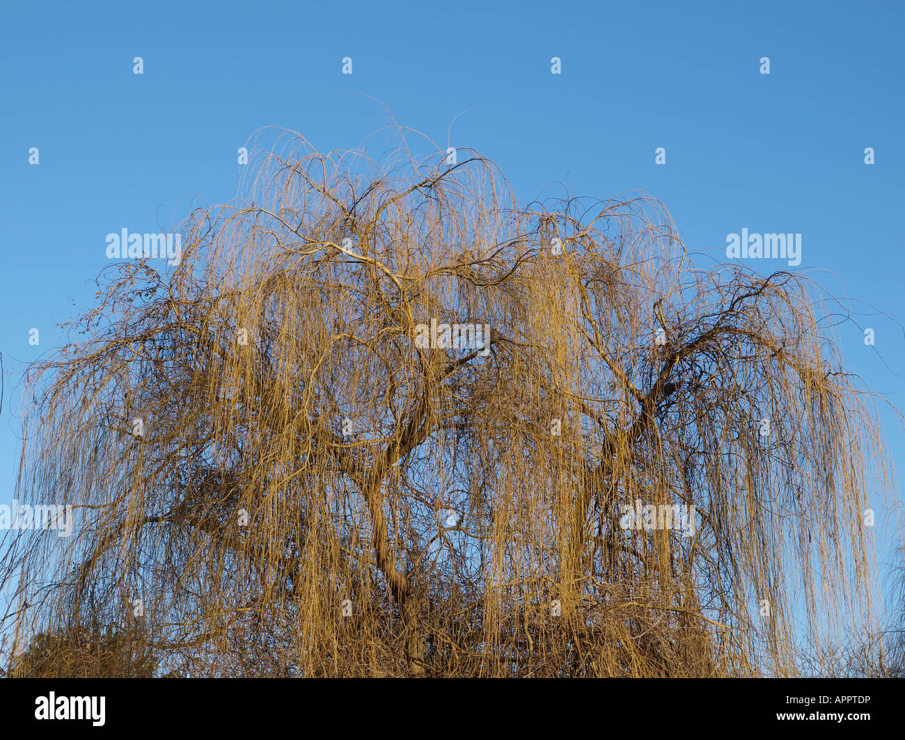 canopy of weeping willow under blue skies Stock Photo - Alamy