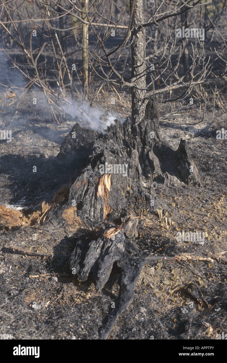 Smoldering stump left from a forest fire Stock Photo - Alamy