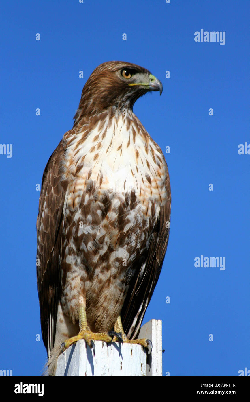 A broad winged hawk on a perch. Rancho Cordova, CA Stock Photo - Alamy