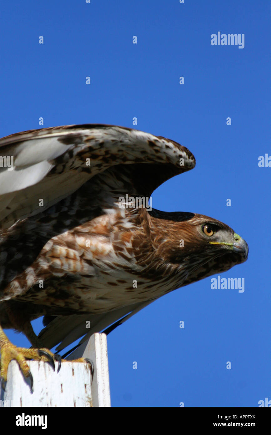 A broad winged hawk ready to take flight. Rancho Cordova, CA Stock ...