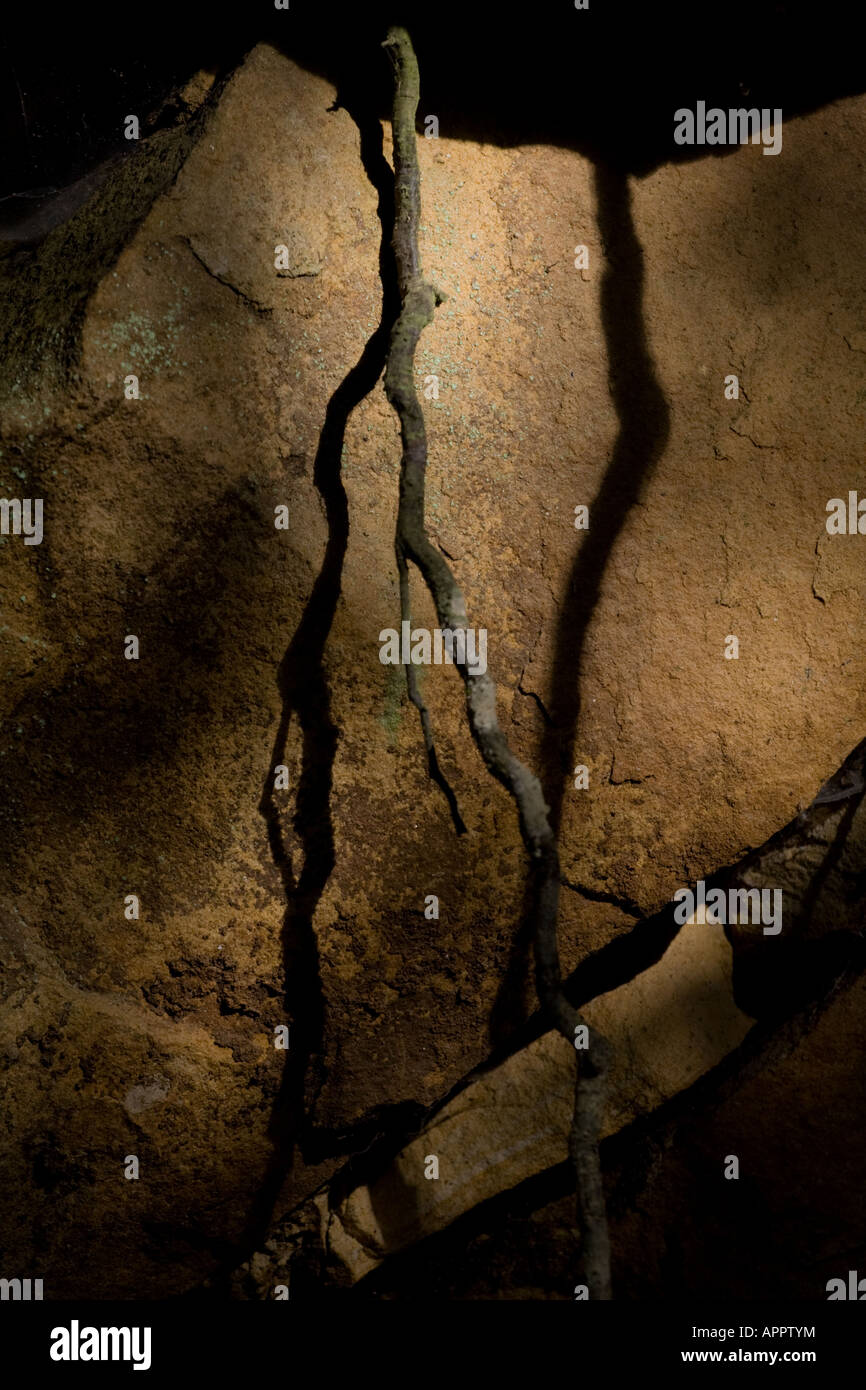 Roots and rocks Stock Photo - Alamy