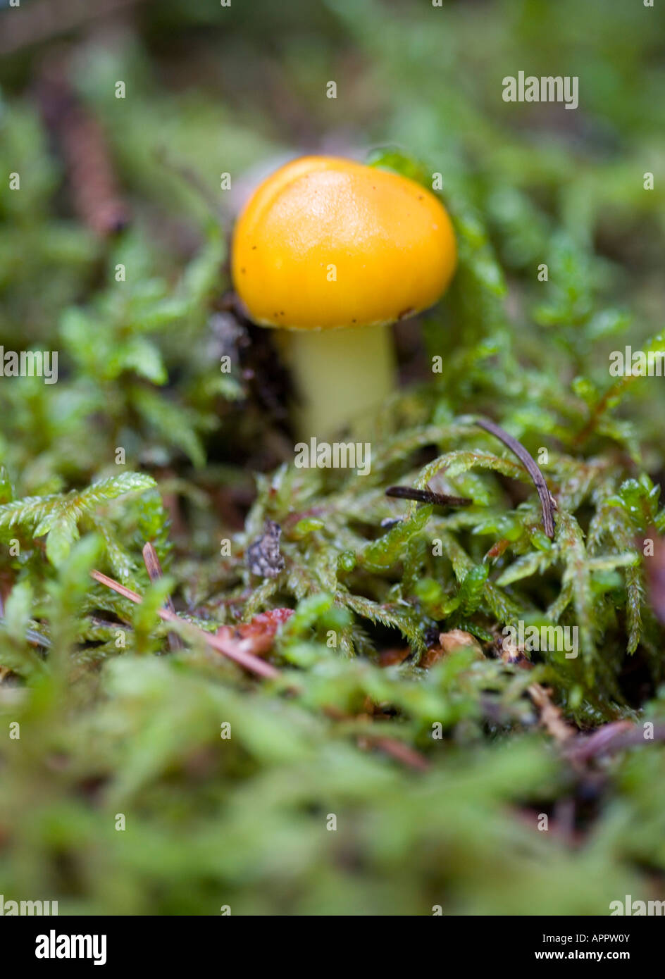 yellow forest mushroom or fungus sprouts Stock Photo - Alamy